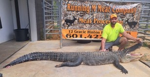 Mississippi Alligator Breaks 2 State Records; Could Be New World Record ...