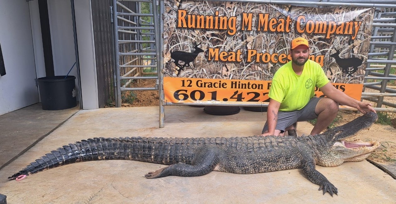 Mississippi Alligator Breaks 2 State Records; Could Be New World Record ...