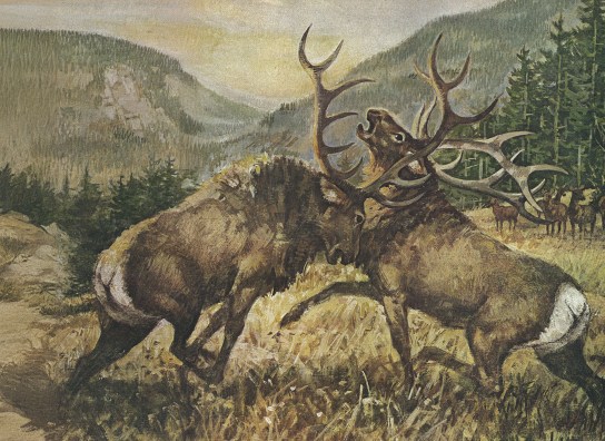 The Legendary Hunt for the Mercer Bull, One of the Biggest Elk Ever ...