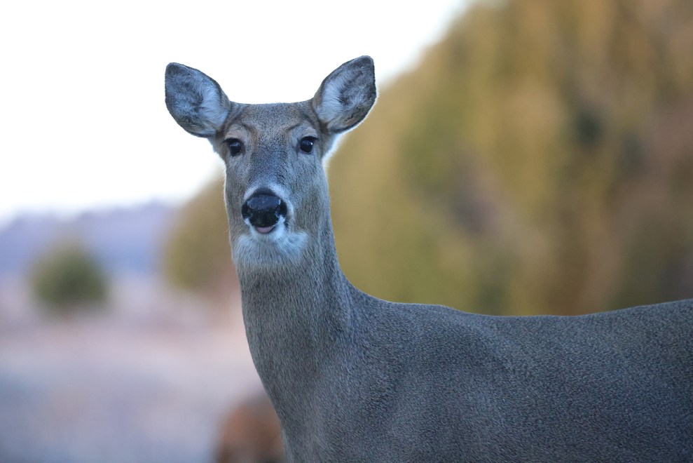 15 Scent Control Strategies That Actually Work for Deer Hunting ...