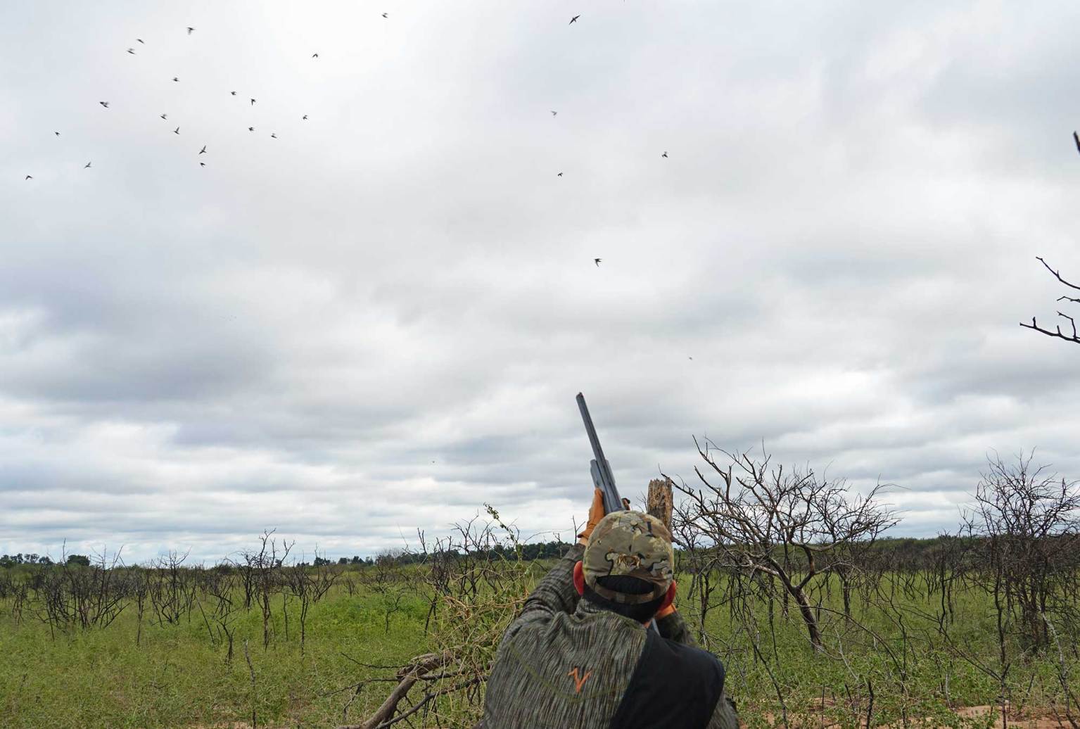 Argentina Dove Hunting: Wingshooting Lessons from 1,000-Round Days