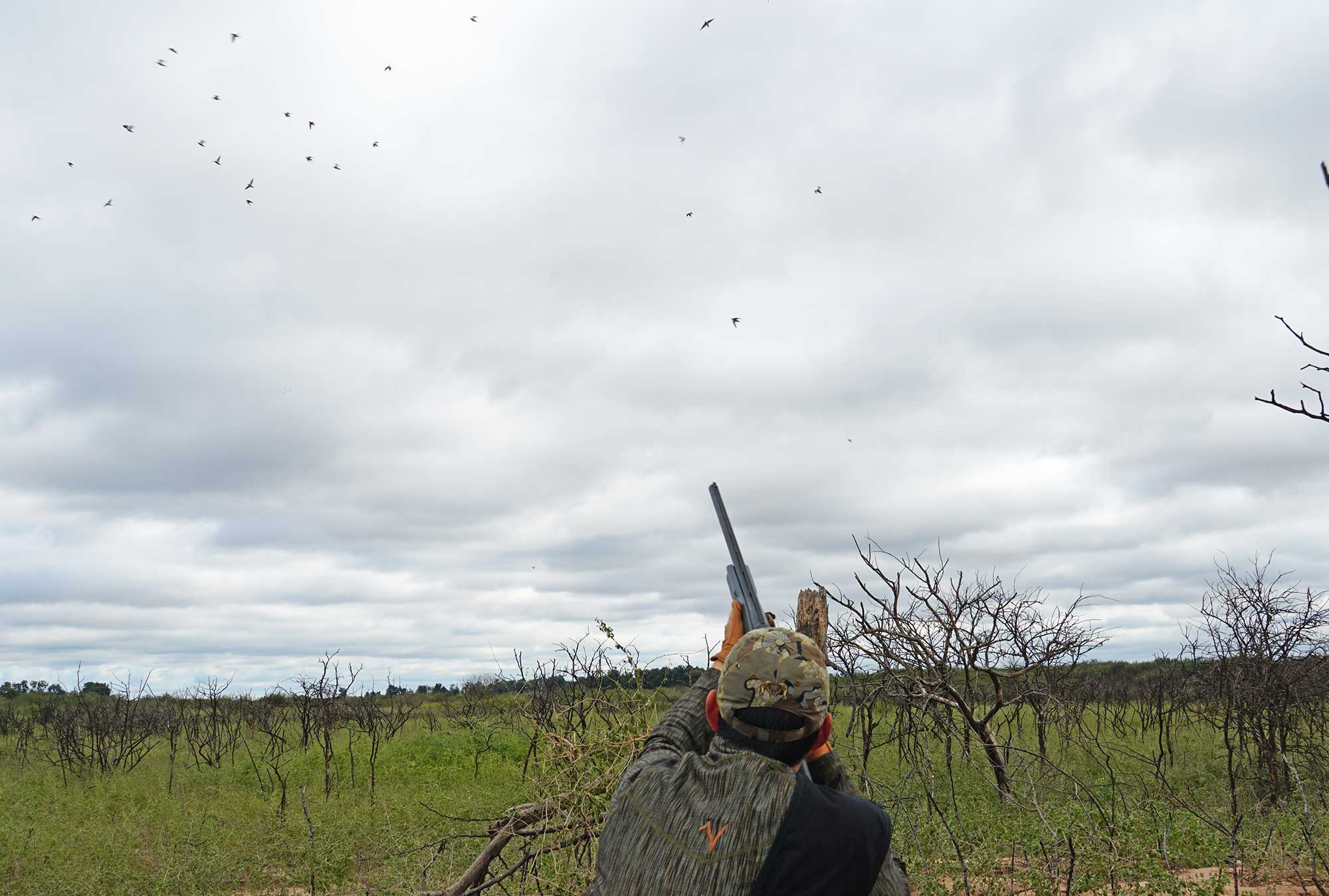 Argentina Dove Hunting