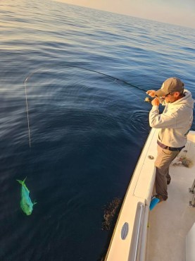 How to Catch Mahi Mahi Inshore | Outdoor Life