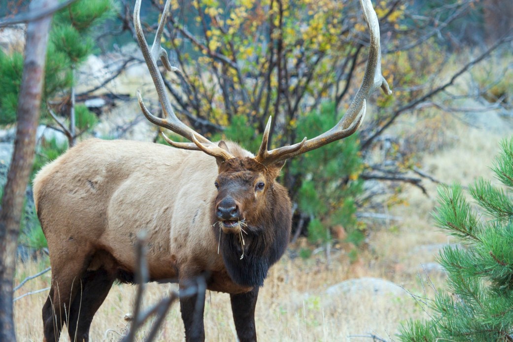 What Do Elk Eat? | Outdoor Life