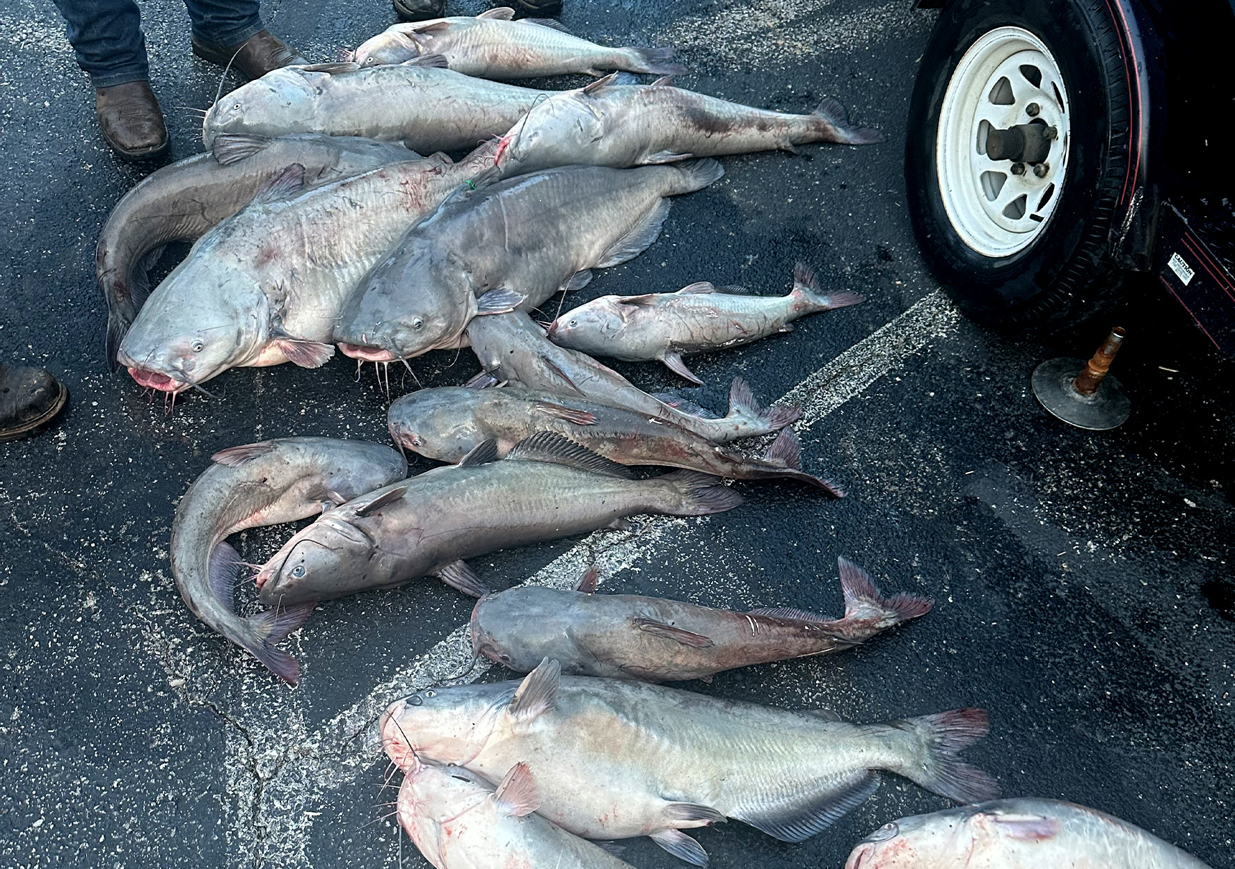 Catfish Trafficking Ring Busted in the South Allegedly Smuggled Trophy ...