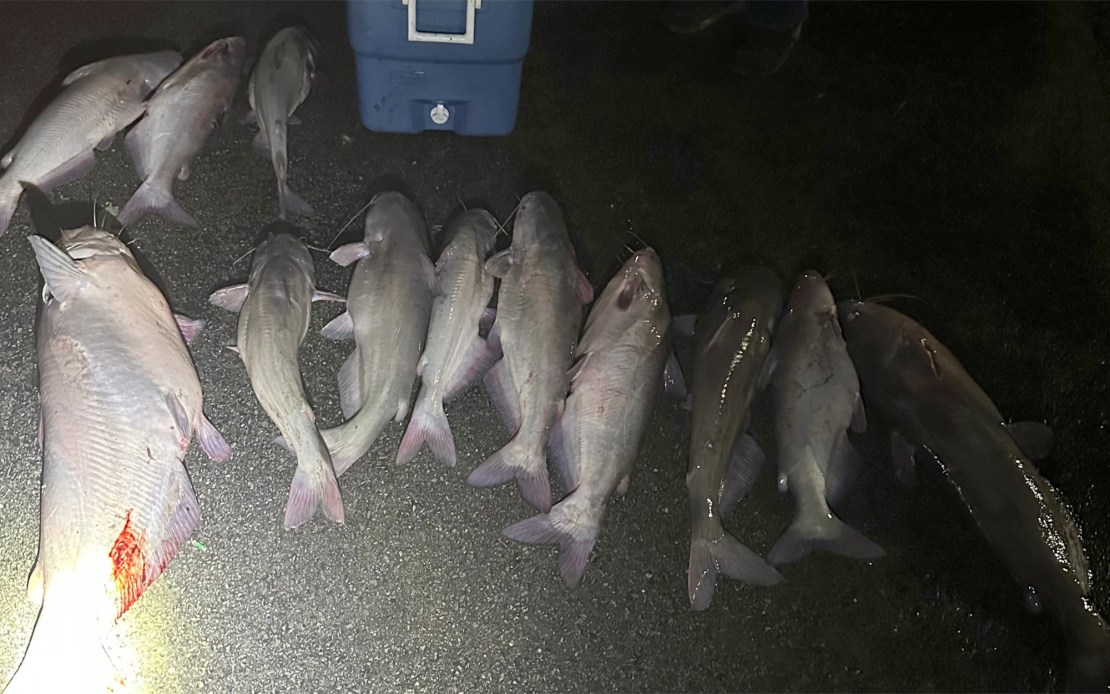 Catfish Trafficking Ring Busted in the South Allegedly Smuggled Trophy ...