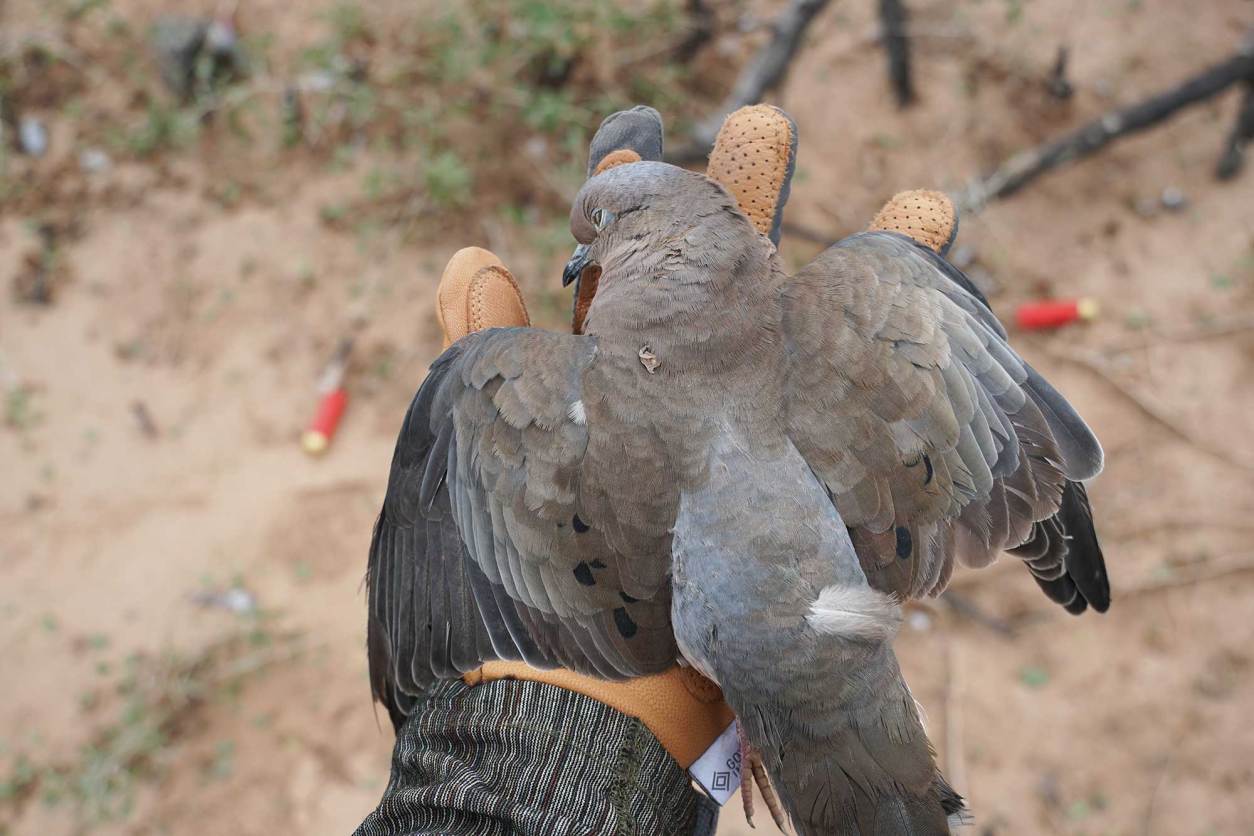 Argentina Dove Hunting: Wingshooting Lessons from 1,000-Round Days