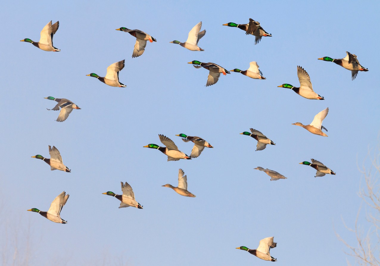 Where Are All the Ducks? | Outdoor Life