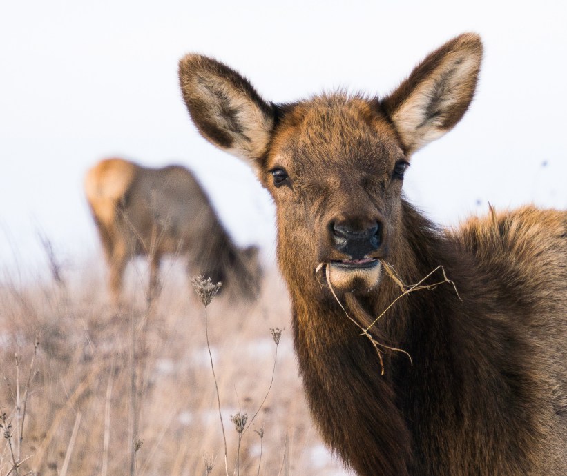 What Do Elk Eat? | Outdoor Life