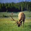 What Do Elk Eat? | Outdoor Life