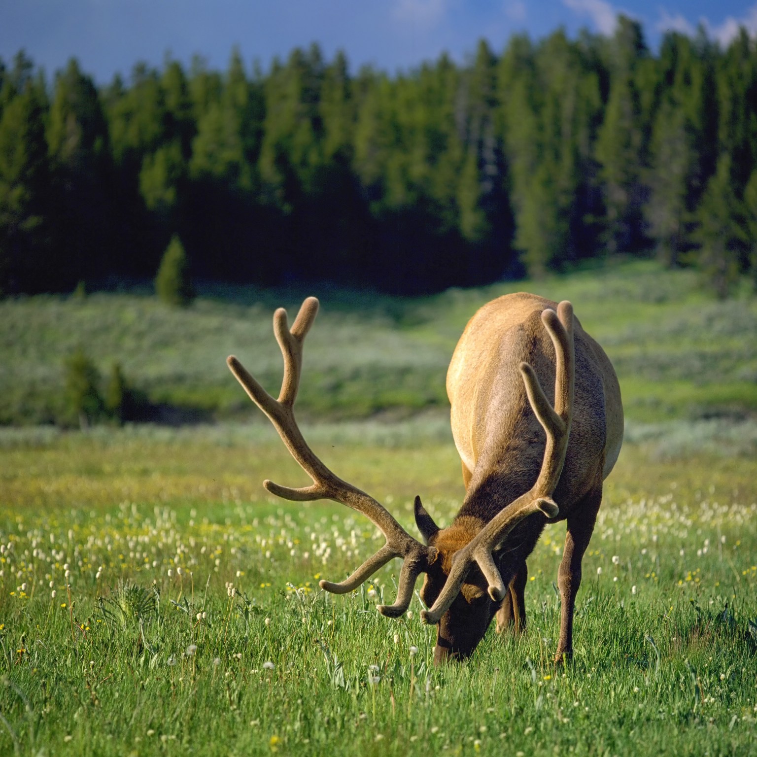 What Do Elk Eat? | Outdoor Life