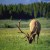 What Do Elk Eat? | Outdoor Life