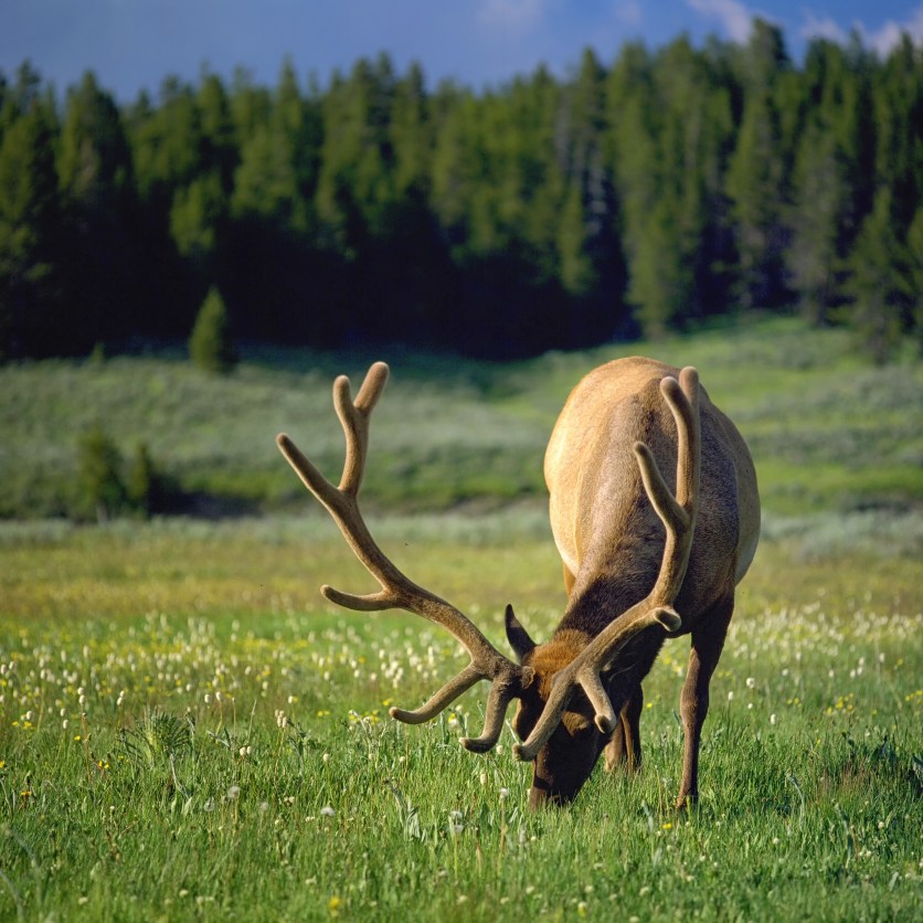 What Do Elk Eat? | Outdoor Life