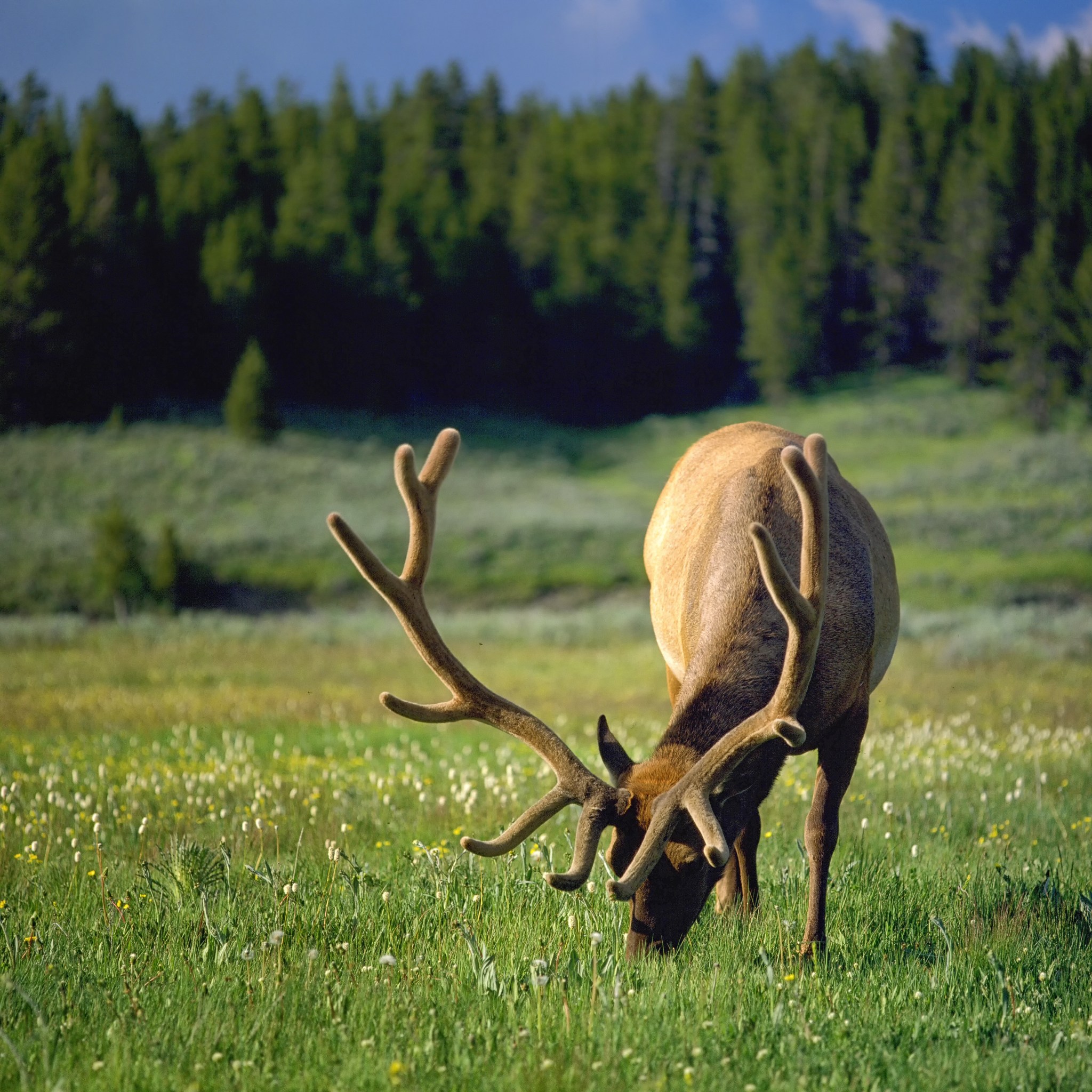 What Do Elk Eat? | Outdoor Life
