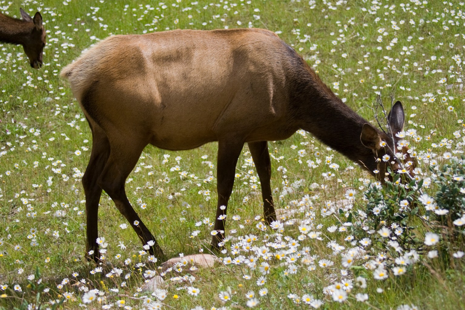 What Do Elk Eat? | Outdoor Life - WildscapeOutfitters