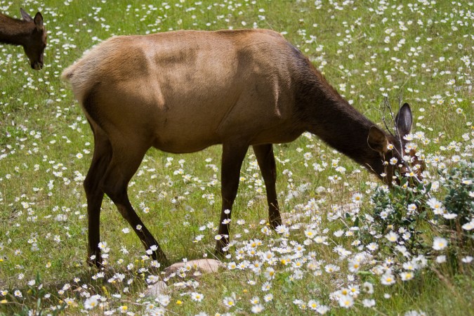 What Do Elk Eat? | Outdoor Life
