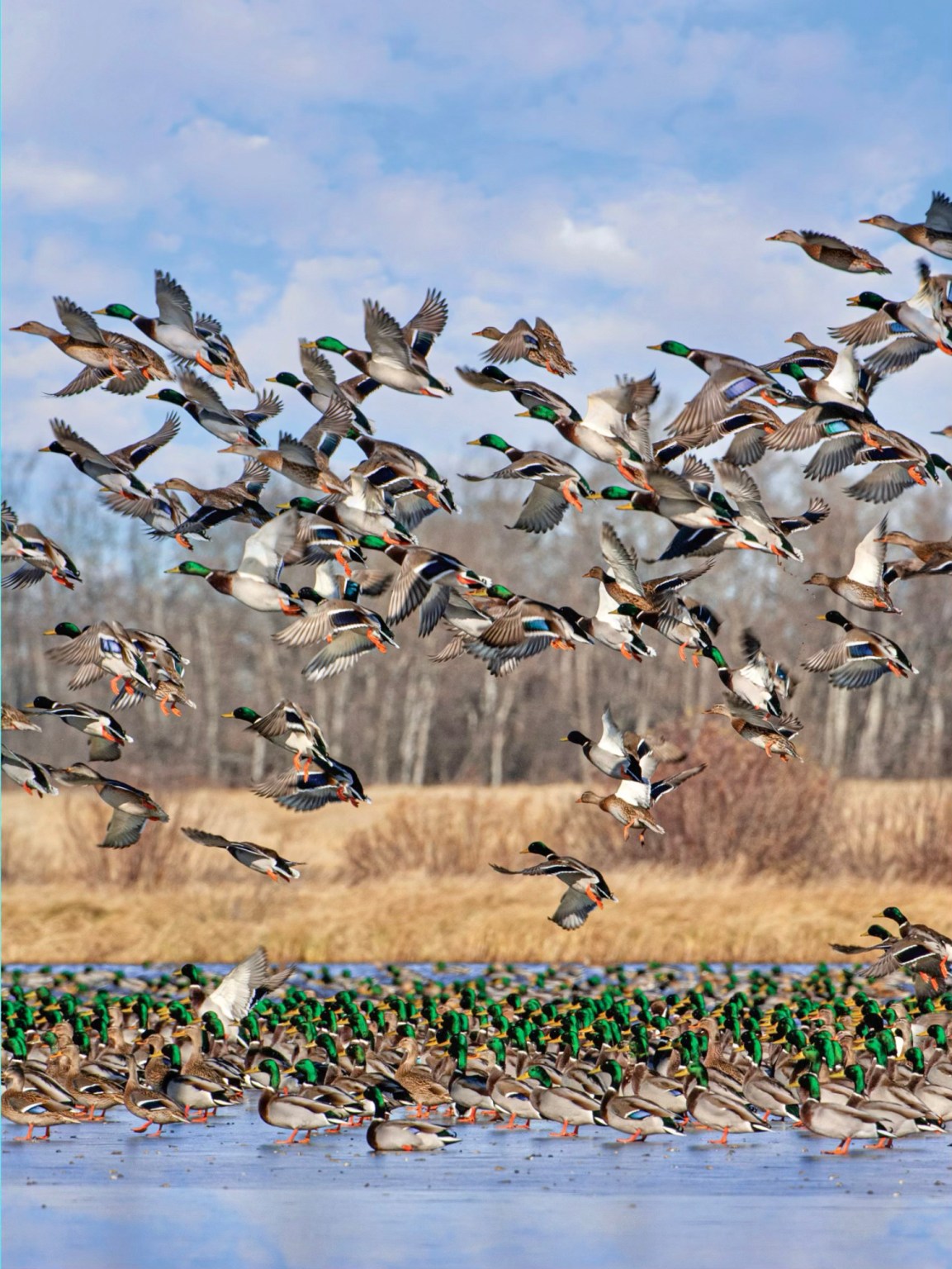 Where Are All the Ducks? | Outdoor Life