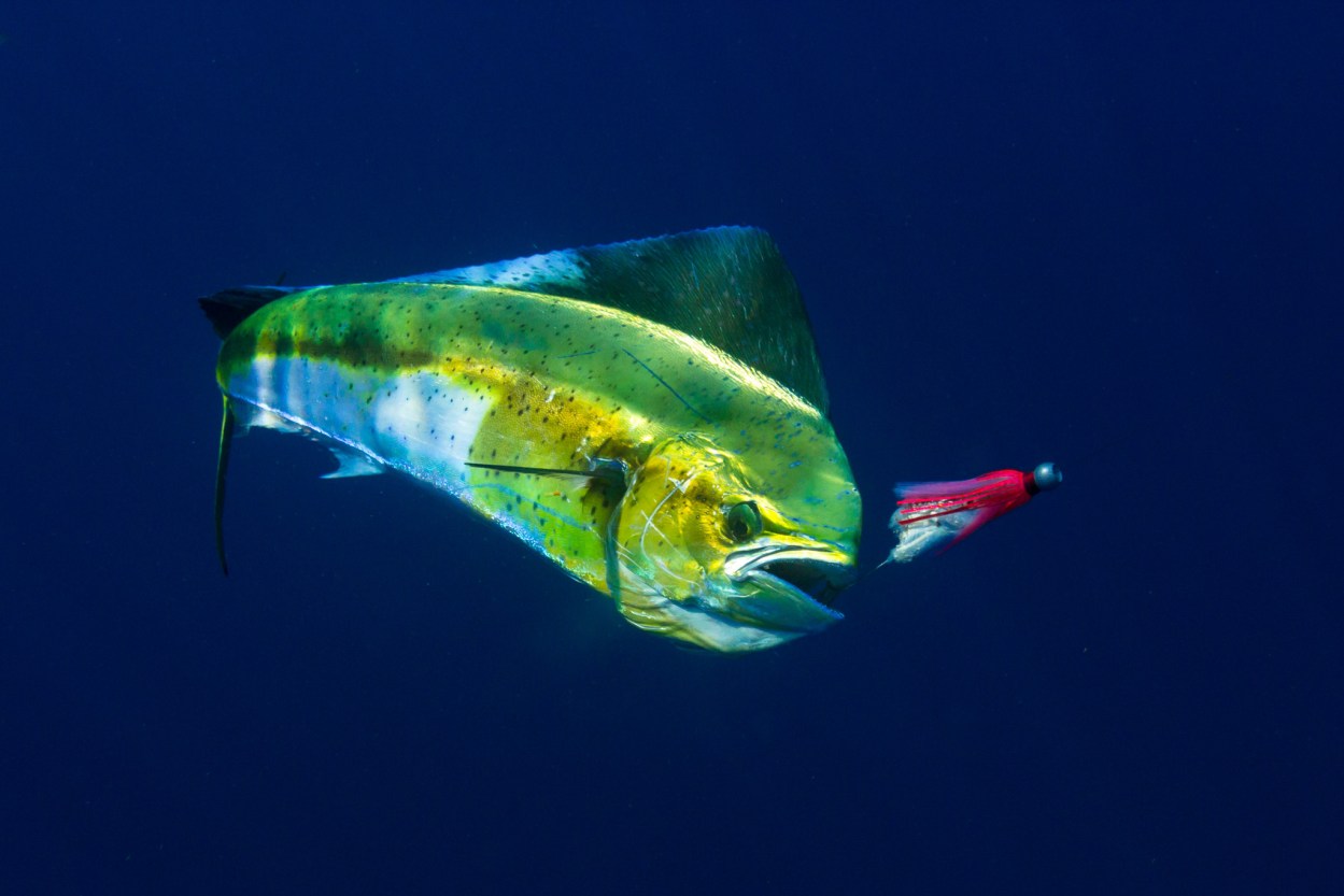How to Catch Mahi Mahi Inshore | Outdoor Life