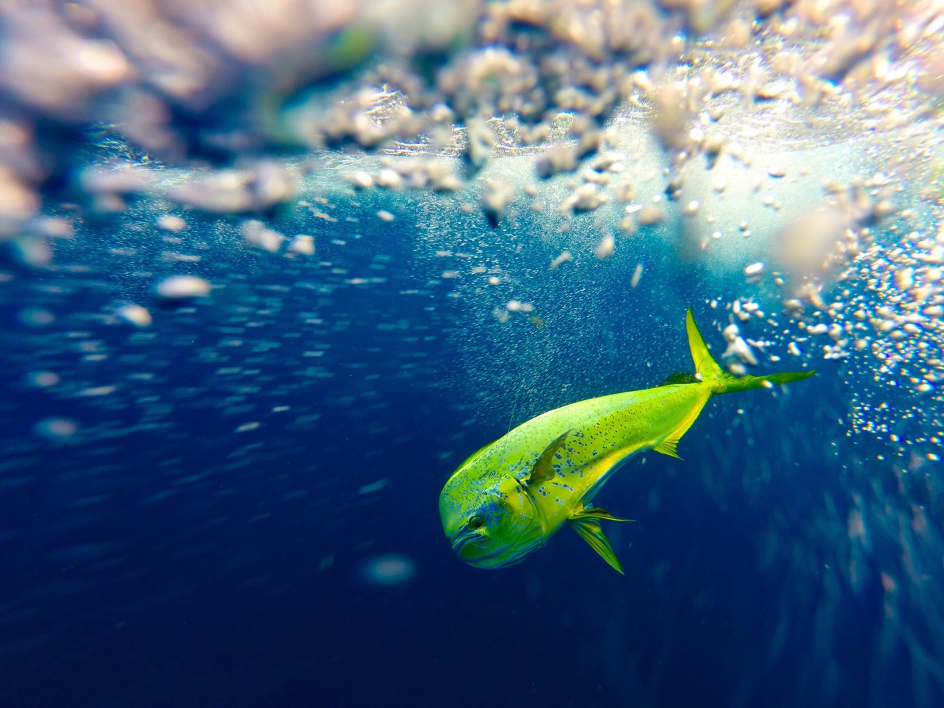 How to Catch Mahi Mahi Inshore | Outdoor Life