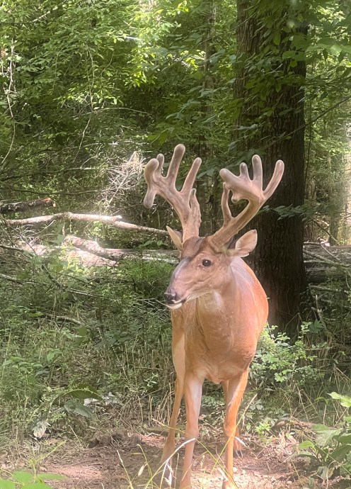 Mississippi Hunter Arrows 200-Plus-Inch Velvet Buck on Her 2-Acre Property