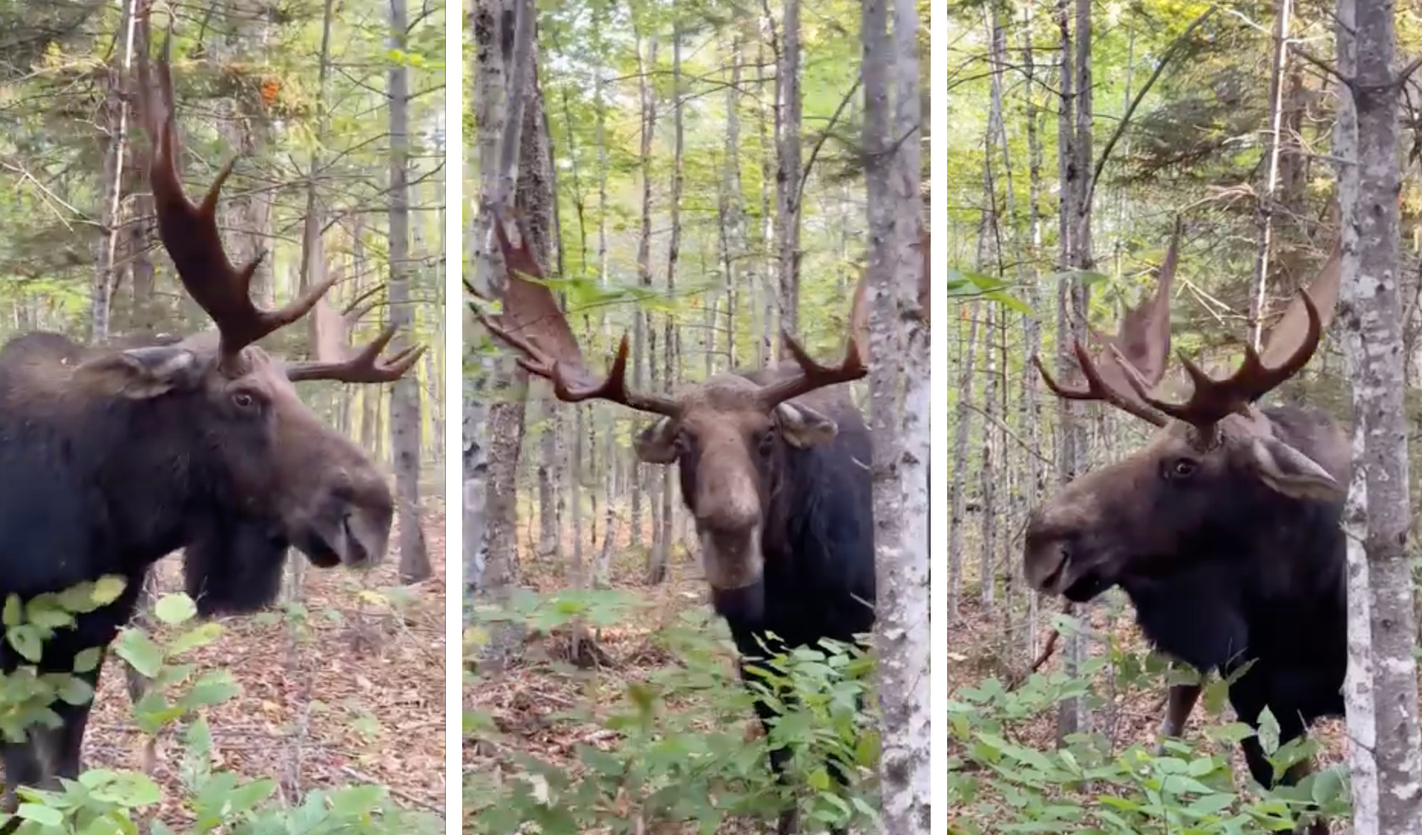 Watch: Rutting Bull Moose Runs Over Deer Hunter on a Scouting Trip ...
