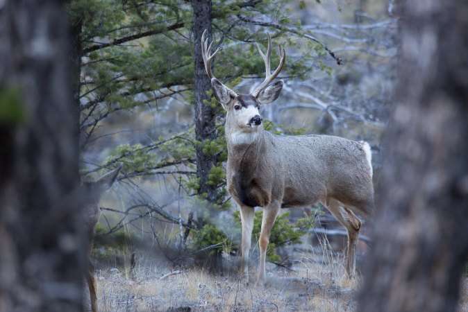 A Blind Mule Deer Tested Positive for the Plague in Idaho | Outdoor Life