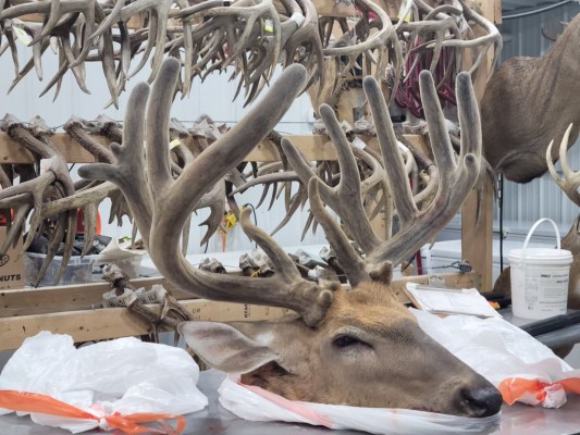 Someone Poached a 214-Inch Buck and a New Deputy Botched the Investigation