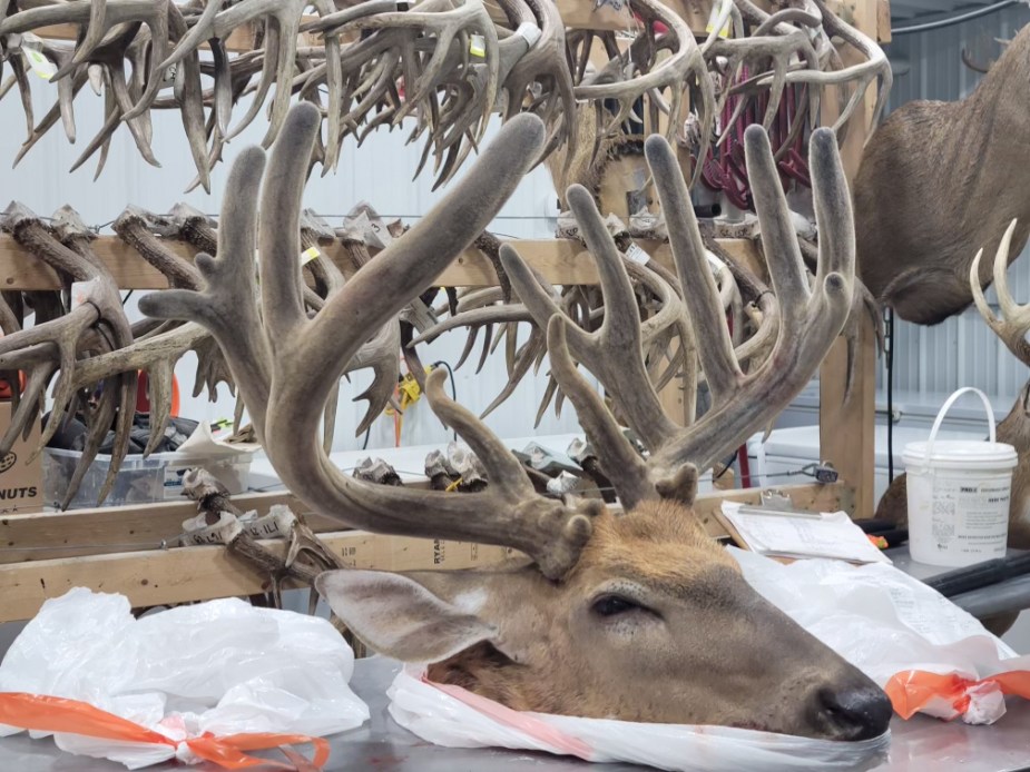 Someone Poached a 214-Inch Buck and a New Deputy Botched the Investigation