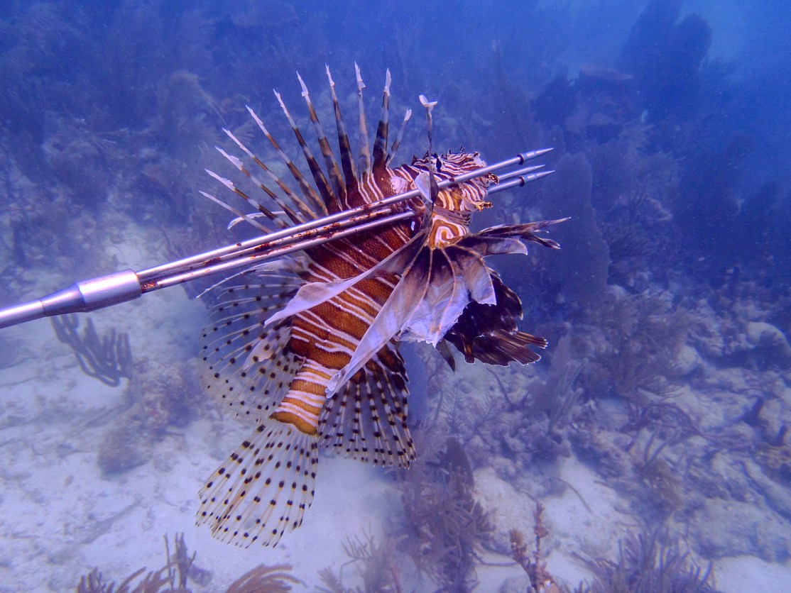 'I Didn’t Even Try,' Says Florida Diver Who Speared 915 Lionfish to Win ...
