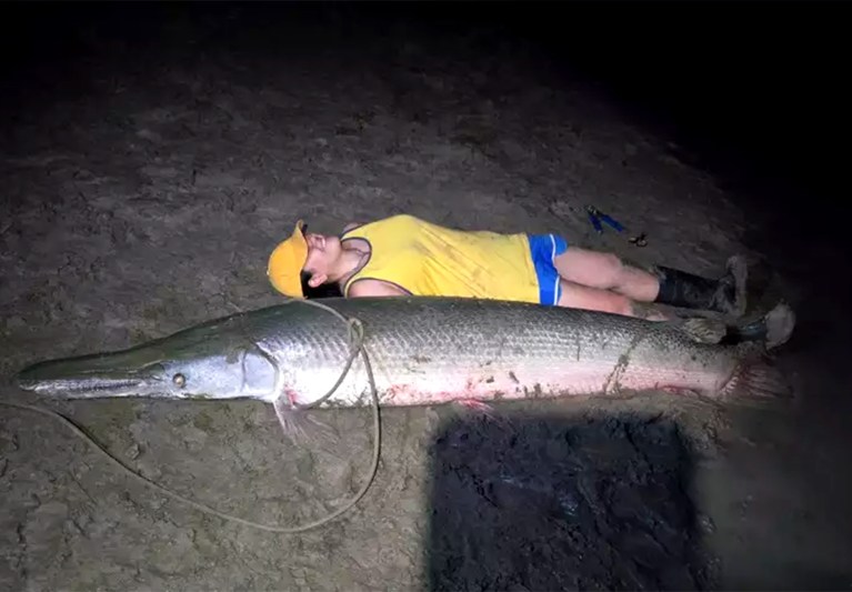 Nearly 300-Pound Alligator Gar Should Break World Record | Outdoor Life