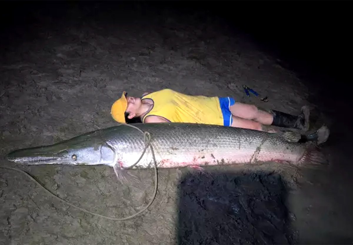 alligator gar