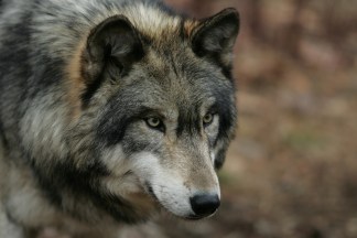 Wisconsin Duck Hunter Shoots, Kills One of Five Gray Wolves That ...