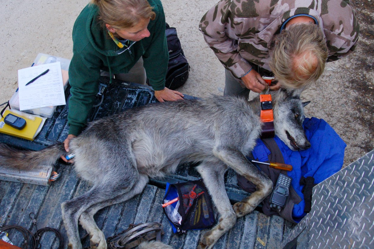 Wolves Ranged into 14 Colorado Counties Even as Petition to Halt ...