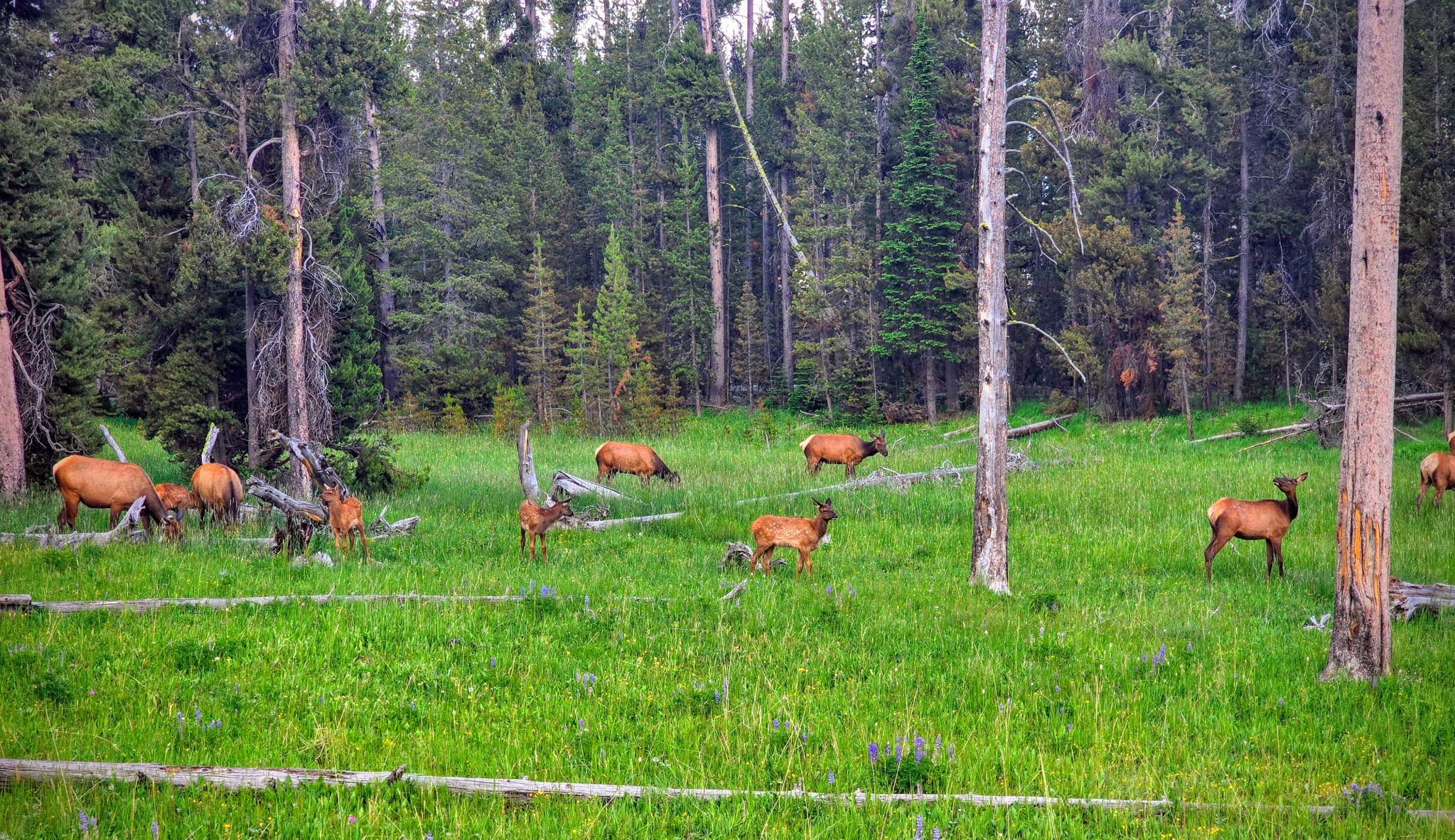 What Do Elk Eat? | Outdoor Life