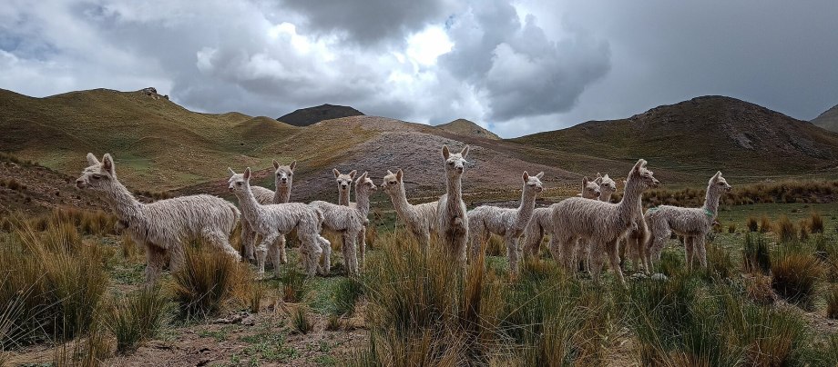 Merino Wool vs. Alpaca: Battle of the Base Layers | Outdoor Life