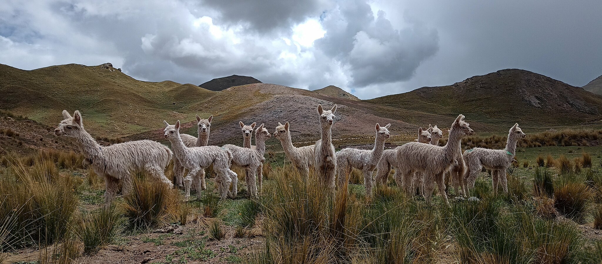 Merino Wool vs. Alpaca: Battle of the Base Layers | Outdoor Life