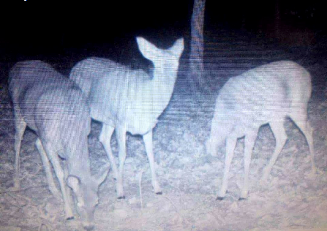 19 Eerie Trail Camera Photos You Can't Unsee | Outdoor Life