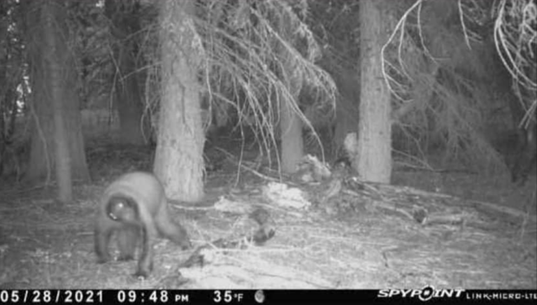 19 Eerie Trail Camera Photos You Can't Unsee | Outdoor Life