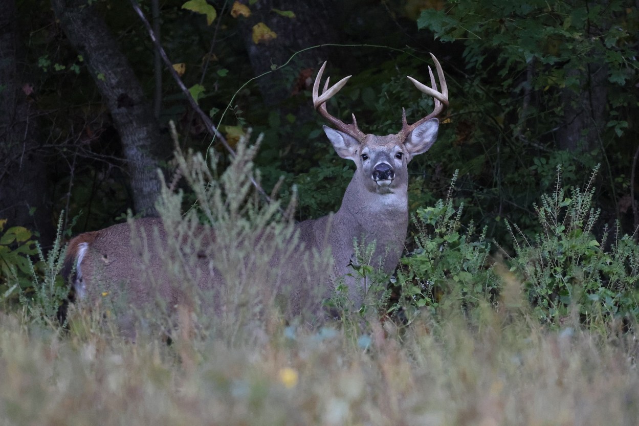 How to Hunt Deer in Swamps | Outdoor Life