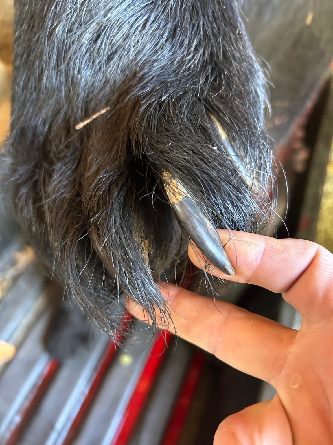 Bowhunter Shoots Massive 770-Pound Record Black Bear in New Jersey ...