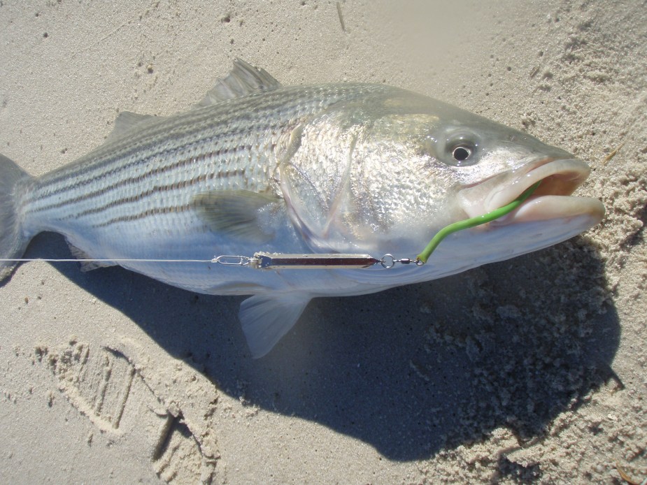 The 3 Metal Lures You Need to Catch Striped Bass This Fall | Outdoor Life