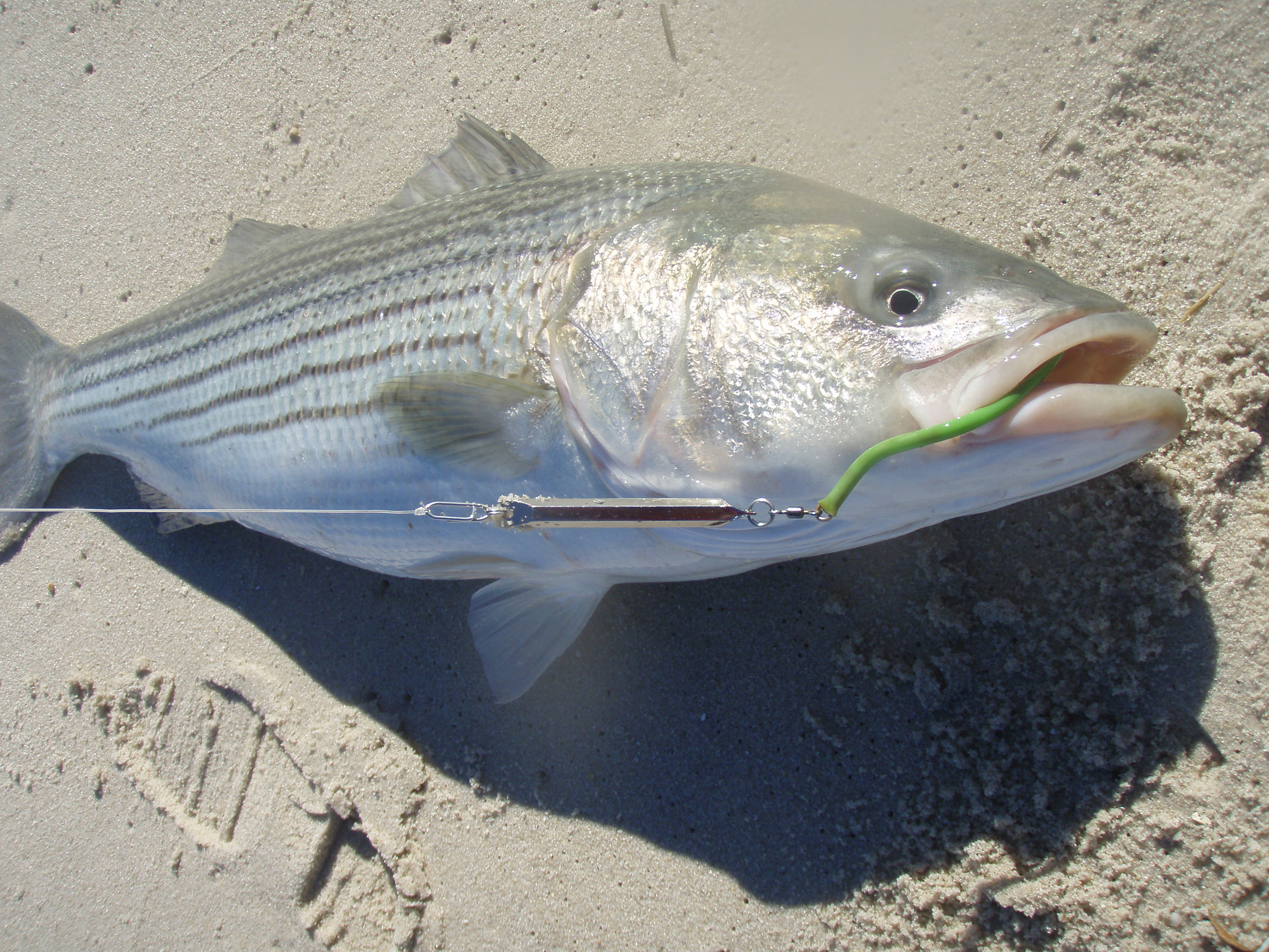 The 3 Metal Lures You Need to Catch Striped Bass This Fall | Outdoor Life