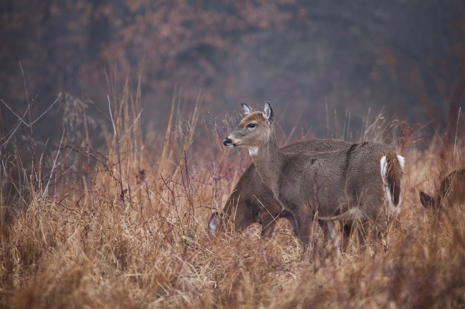 Where to Hunt Deer: The 5 Best Whitetail States for DIY Hunters ...