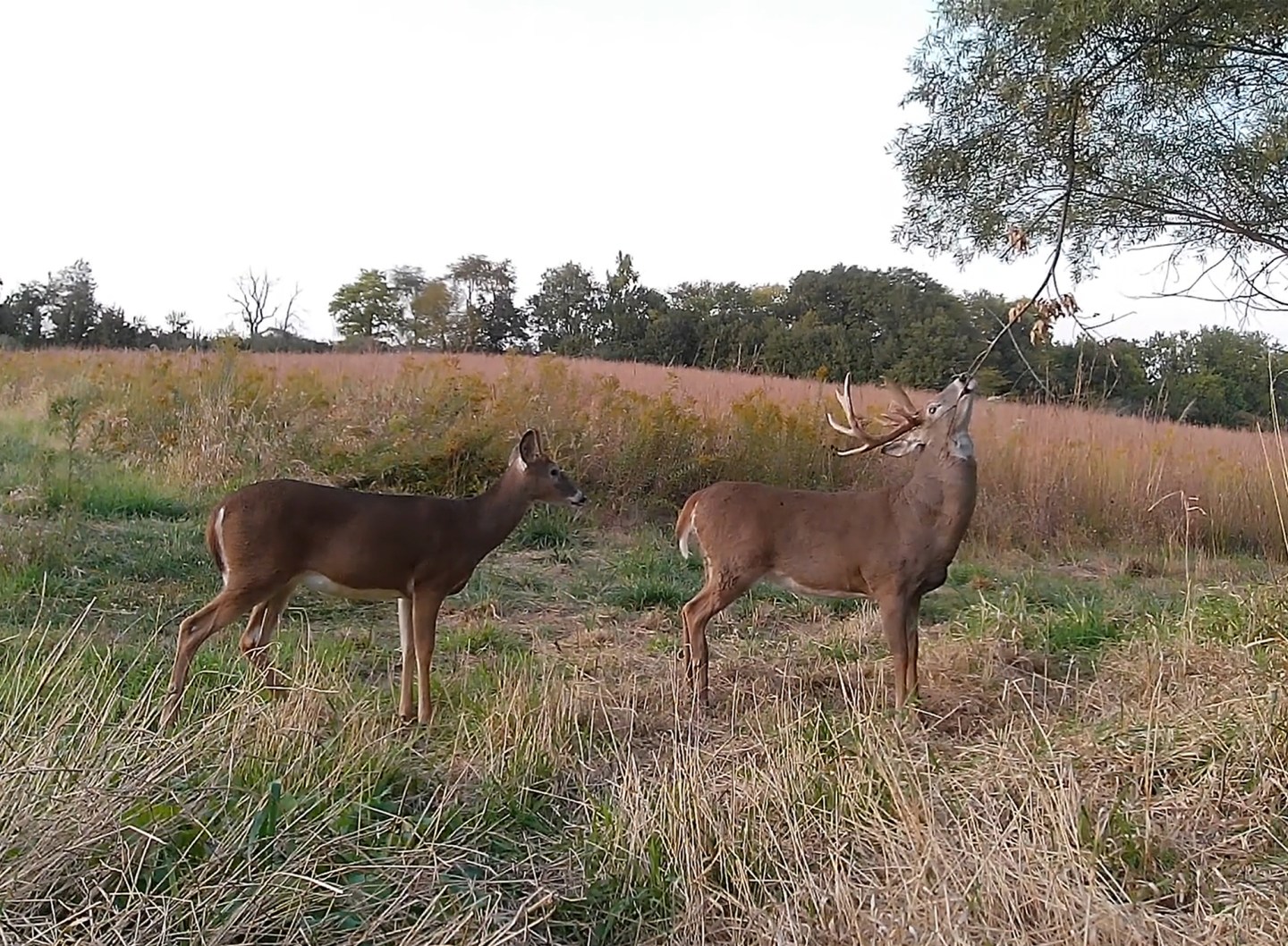 Iowa Bowhunter Jared Mills Captured One of the Best Self-Filmed ...