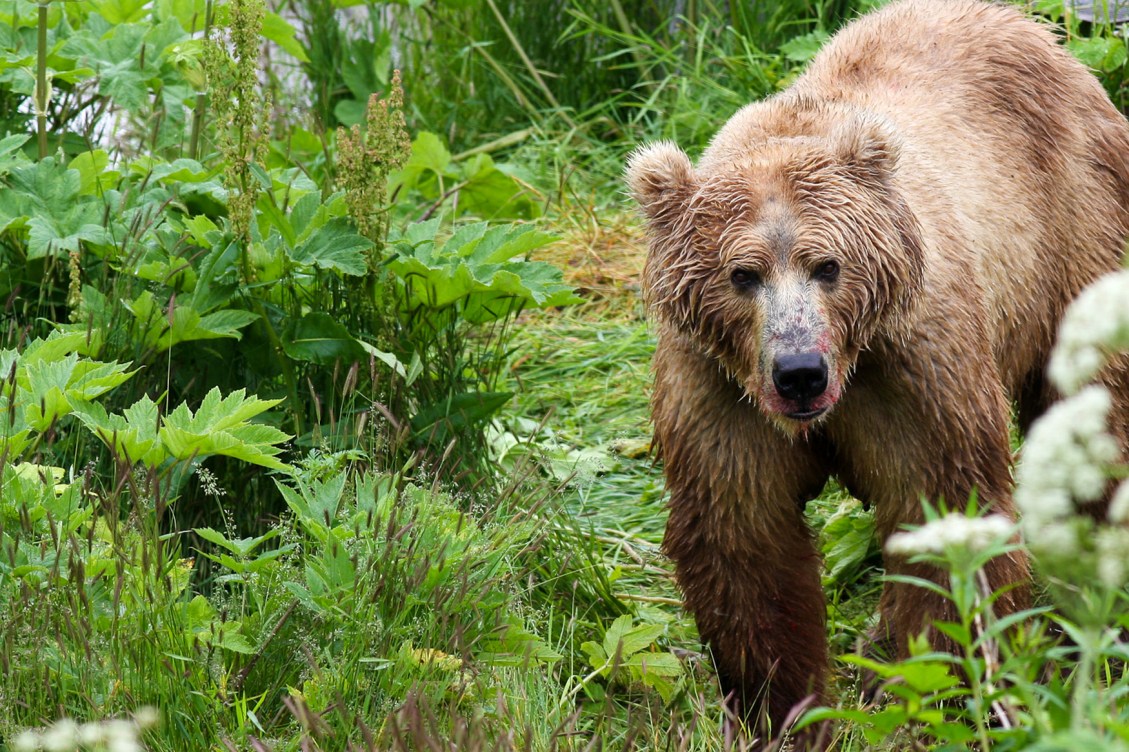 Alaskan Deer Hunter Mauled by Brown Bear Survives Bite to the Head ...