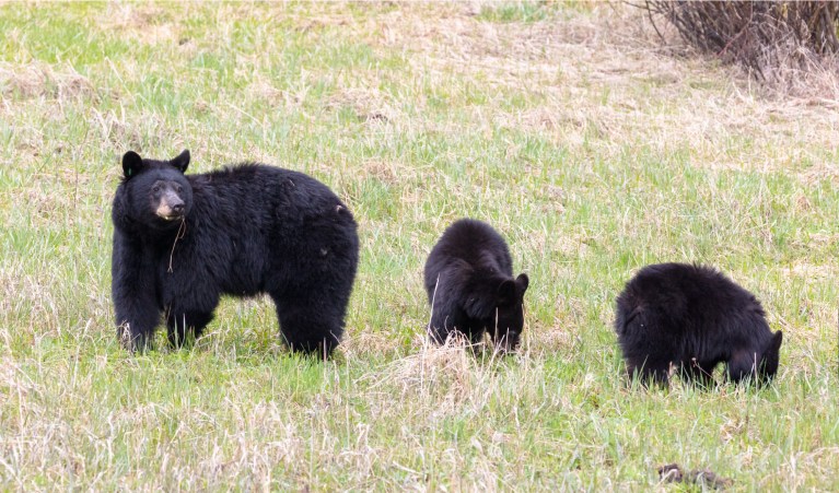 'It's Just Unheard Of.' Arkansas Just Had Its First Black Bear Attack ...