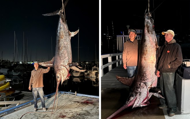 California’s New State-Record Swordfish Was So Huge It Wouldn’t Fit in ...