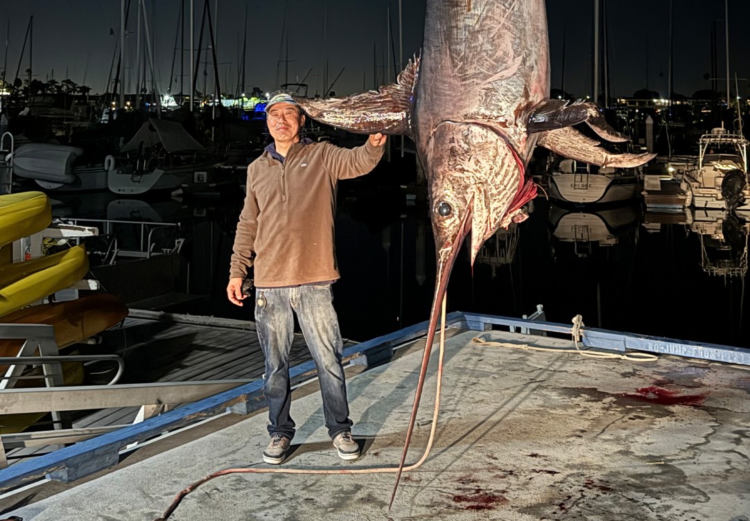 California’s New State-Record Swordfish Was So Huge It Wouldn’t Fit in ...