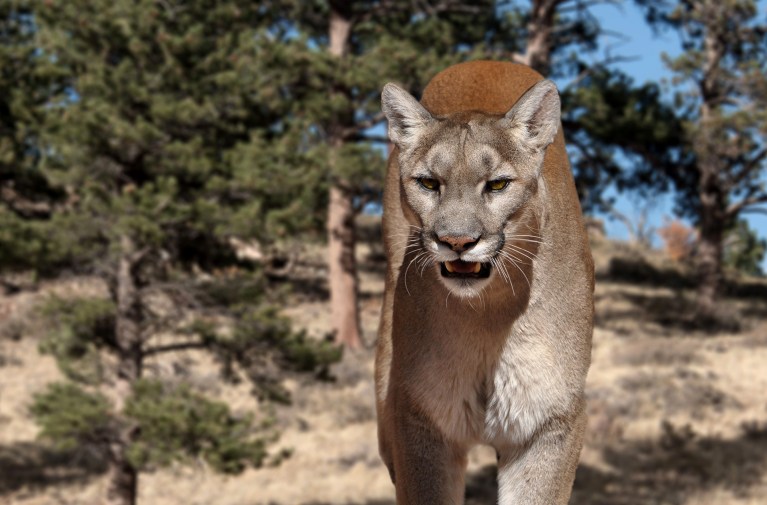 Officials Confirm a Mountain Lion Killed the Colorado Hiker Found Dead ...