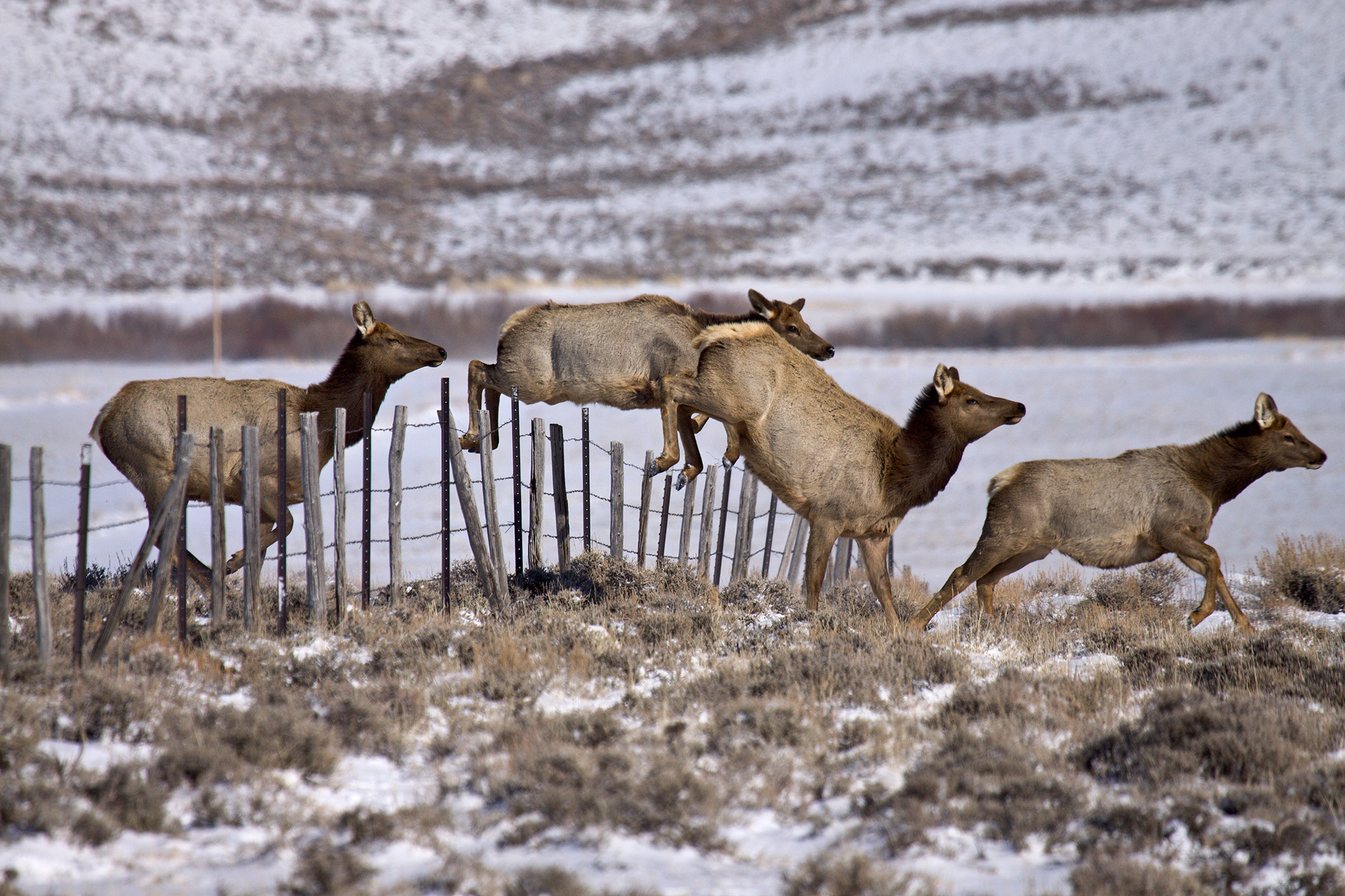 Film: Public-Land Elk Hunters and Ranchers Can Be Good Neighbors. Here ...
